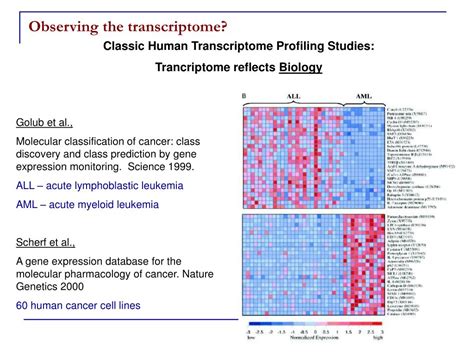 Ppt Beyond The Human Genome Transcriptomics Powerpoint Presentation