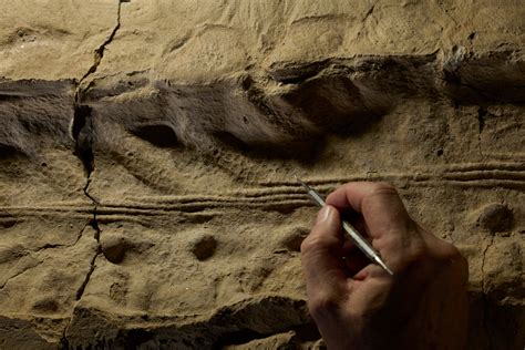 Heres How Dinosaur ‘mummies Are Helping Scientists Solve Fossil