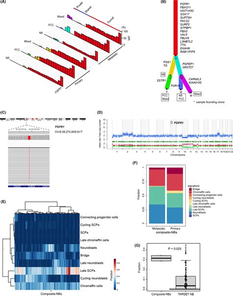 Mutational Landscape Of The Composite Tumor And Classification Of