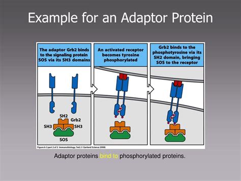 Ppt Micr 304 Immunology And Serology Powerpoint Presentation Free