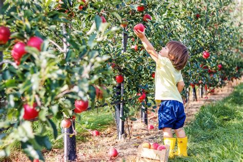 10 Best Orchards For Apple Picking In Texas Exploring The Garden State