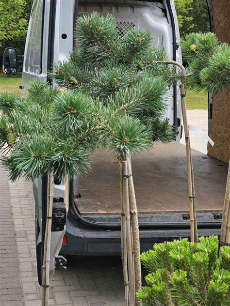 Paprastoji Pušis Pinus Sylvestris Albyns Pa Gitanos Medeliai