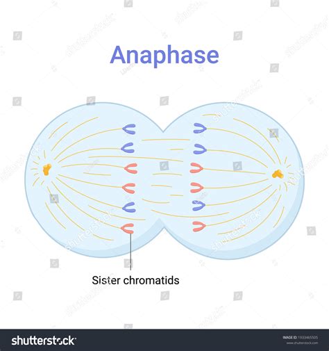 Vector Illustration Mitosis Phase Anaphase Stock Vector Royalty Free