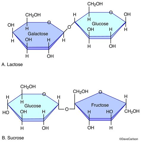 Disaccharide Molecules Carlson Stock Art