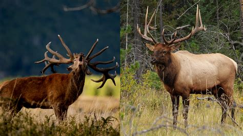 How To Draw A Red Deer Stag