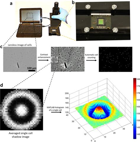 Lensless Cmos Imaging Platform For Automatic Counting Of Captured Cd4 T Download Scientific