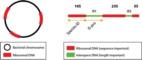 How New Microbiome Diagnostic Technologies Can Save Lives