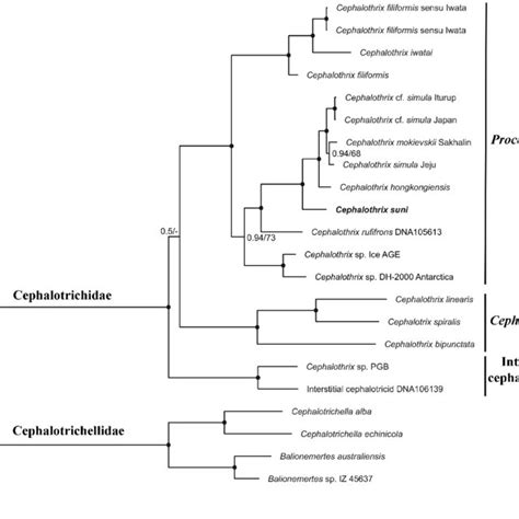 Cephalothrix Suni Sp Nov A Holotype Ventral View B Paratype