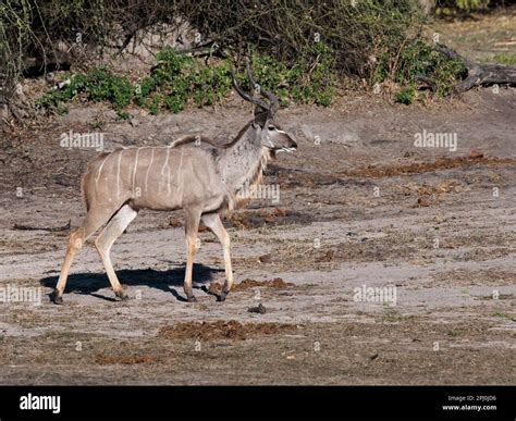 A Greater Kudu Tragelaphus Strepsiceros Side View Walking In African Landscape Space In Front