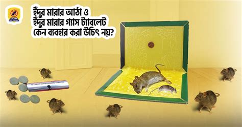 ইদুর মারার কৌশল হিসেবে ইঁদুর মারার আঠা ও ইঁদুর মারার গ্যাস ট্যাবলেট কেন