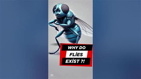 Why Do Flies Exist What Are Flies For Flies Learning Biology