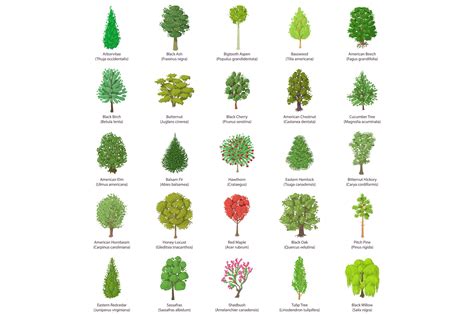 Deciduous Tree Names