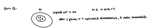 Genetics Lecture 7 Flashcards Quizlet
