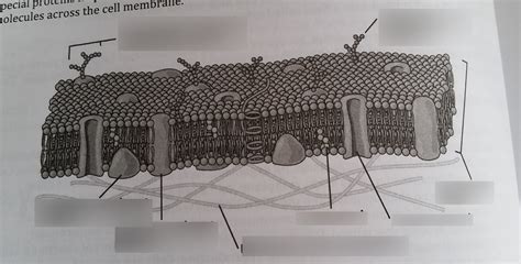 Cell Membrane Diagram Quizlet