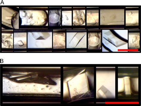 Figure 4 From A Microfluidic High Throughput Protein Crystal Growth