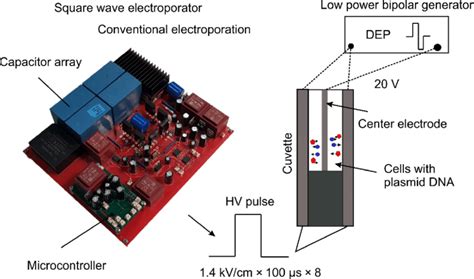 The Schematic Representation Of The Dielectrophoresis Assisted Download Scientific Diagram