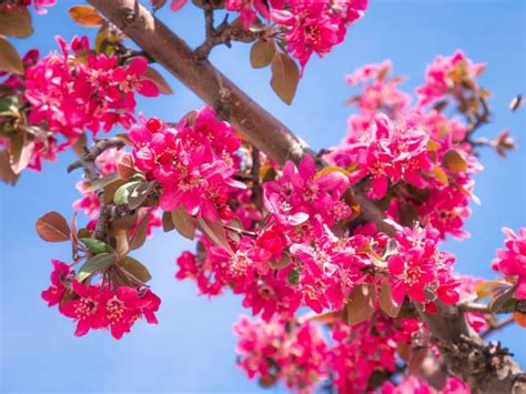 Trees With Brilliant Red Autumn Leaves