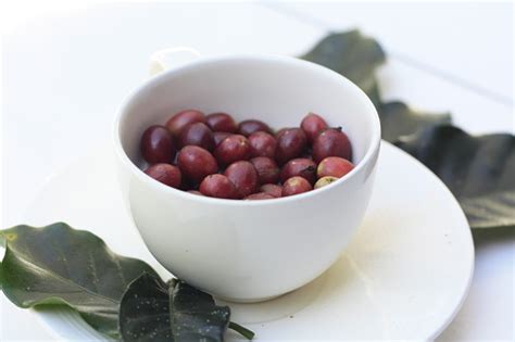 커피로 둘러싸인 Arabica 커피 콩의 컵 흰색 컵과 접시 흰색 테이블에 설정에 나뭇잎 0명에 대한 스톡 사진 및 기타 이미지 0명 빨강 사진 이미지 Istock