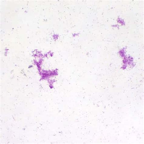 Cole Parmer® Prepared Microscope Slides Bacteria And Fungi From Cole Parmer