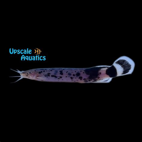 Dwarf Electric Catfish Malapterurus Microstoma Upscale Aquatics