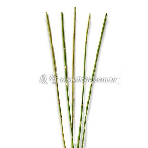 竹枝木賊 人造樹人造植栽牆室內造景家具擺飾 廈堡企業股份有限公司