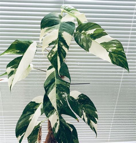 Epipremnum Kla Vn