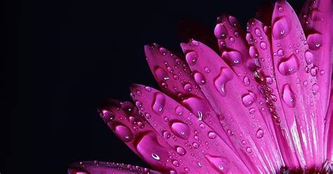 Daisy Droplets Fuji Xt Wcanon 100mm Fringer Adapter Imgur