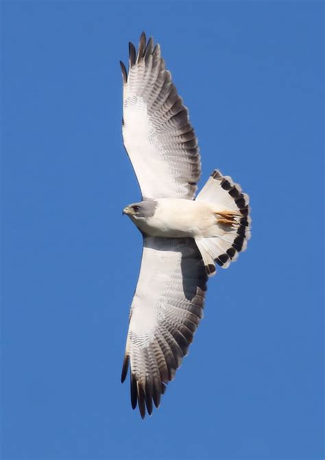Plumage Diversity Of White Tailed Hawks Birding Wire