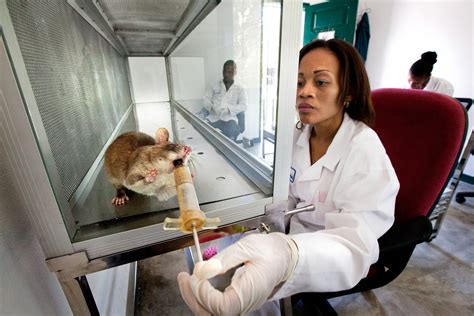 Giant Rats Trained To Sniff Out Tuberculosis In Africa National
