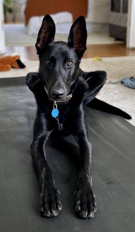 Black German Shepherd Malinois Mix Protection Dogs By Cpi Kosta