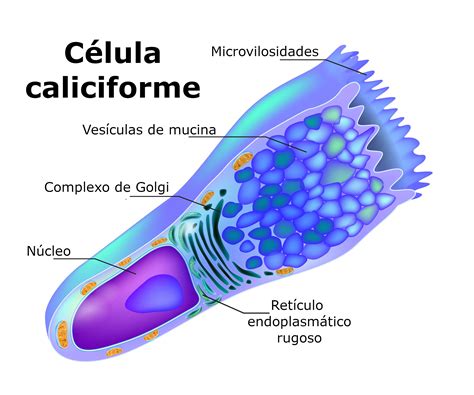 Histologia Do Intestino Grosso Celulas Caliciformes
