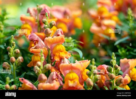 Orange And Pink Snapdragons Exude Warmth And Cheerfulness With Their Fiery Hue This Orange