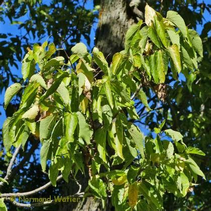 Micocoulier Occidental Celtis Occidentalis