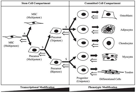 The Differentiation Direction Of Stem Cells Notes Reprinted With Download Scientific Diagram
