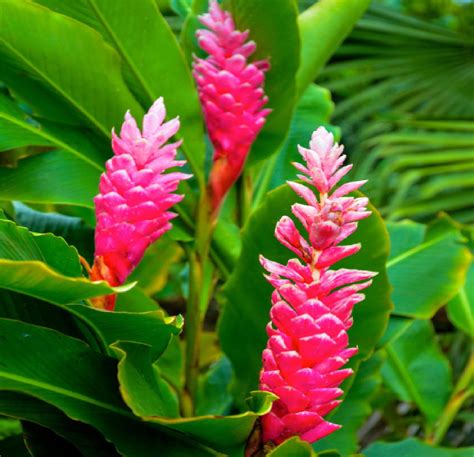 Ginger Plants
