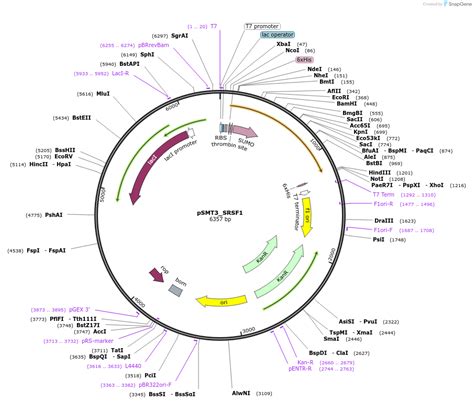 Addgene Psmt3 Srsf1