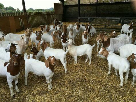 Boer Goats For Farming And Raising Goat Sheep And Lamb Best Meat