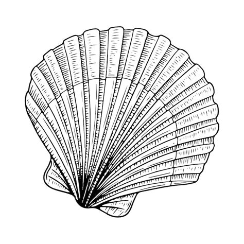 Free Vector Hand Drawn Seashell Outline Illustration