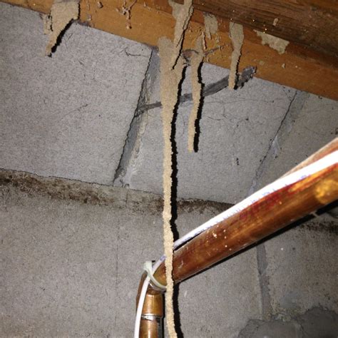 Understanding And Addressing Termite Tubes From Ceiling Woes