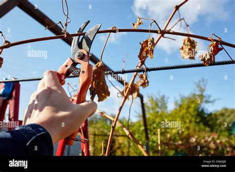 Man Gardening In Backyard Workers Hands With Secateurs Cutting Off