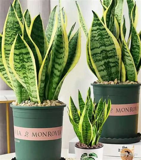 虎皮兰与虎尾兰有啥区别？ 知乎