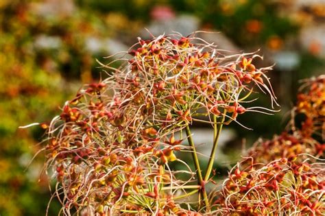 Premium Photo Close Up Of Erect Clematis Flowers