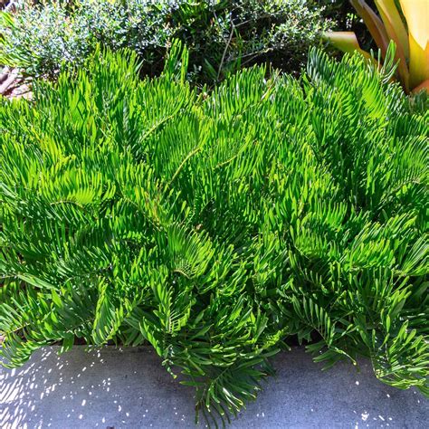 Coontie Cycad Zamia Integrifolia Drought Tolerant Native Plant