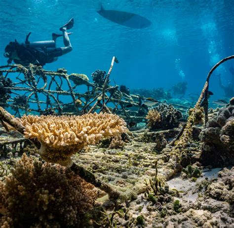 Biorock Coral Reef Restoration Volunteer In Indonesia 2025