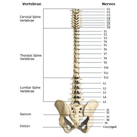 Vertebrae Numbers In Spine