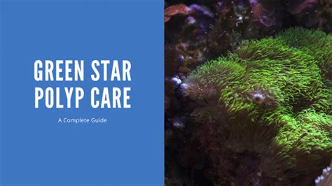 Green Star Polyp Care A Complete Guide Aquariumstoredepot