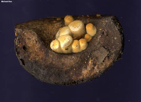 Crucibulum Laeve Mushroomexpertcom