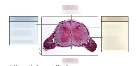 Spinal Cord Cross Section Diagram Quizlet