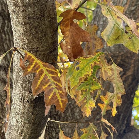 Bacterial Leaf Scorch Tree Care Trimming Removal Service Dallas Texas