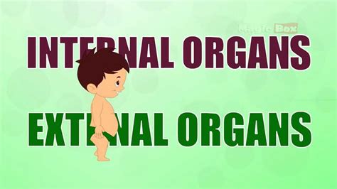 Body Parts Introduction Human Body Parts Pre School Animated